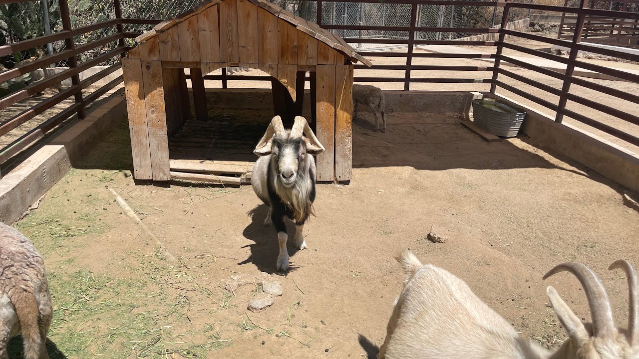 Zoológico Hermosillo sonora 🌵 - YouTube