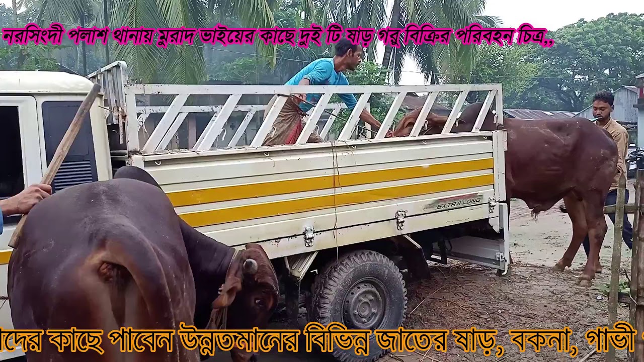 cow transport - YouTube