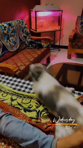 #kinju baby - YouTube