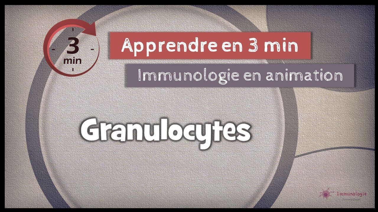 2-4 Les granulocytes - YouTube