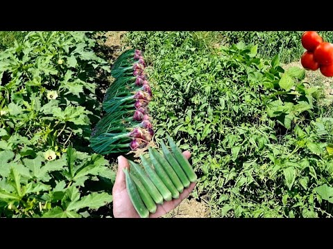 Intercropping Farming | Multi Crops Farming Of tomatoes, onions, Okra ...