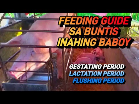 SOW FEEDING GUIDE | GABAY SA PAGPAPAKAIN NG INAHING BABOY