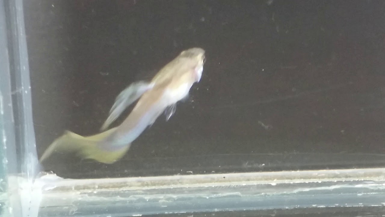pintail guppy - YouTube