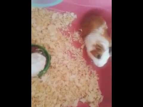 Gunea pik ile hamster birlikte yaşarmı?¿