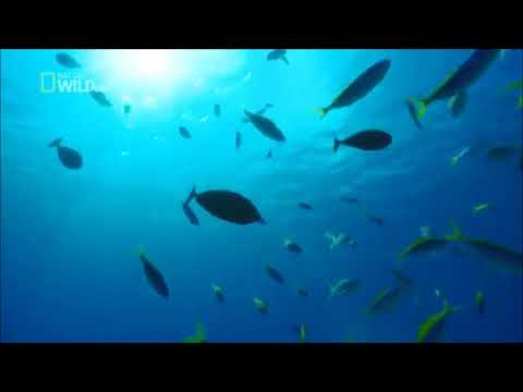 Sevil Sevinc -  Sevdiyim adam