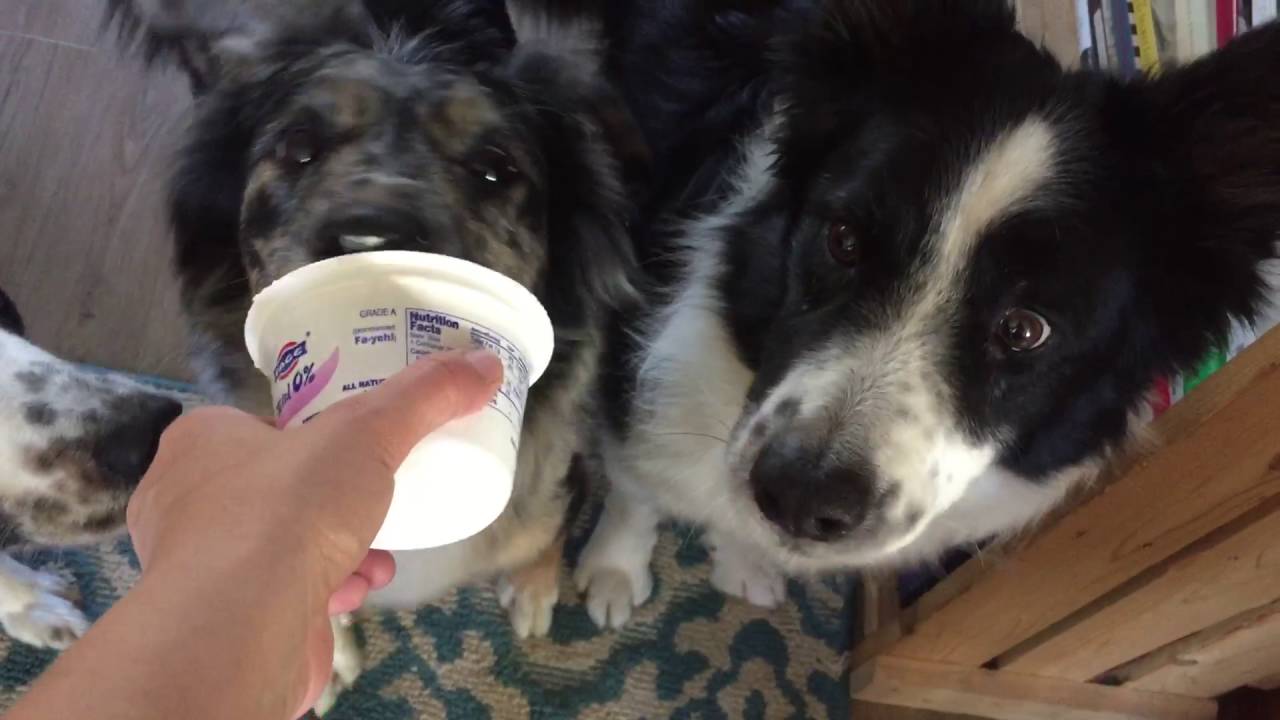 Multiple Dog Households: Sharing is Caring - YouTube