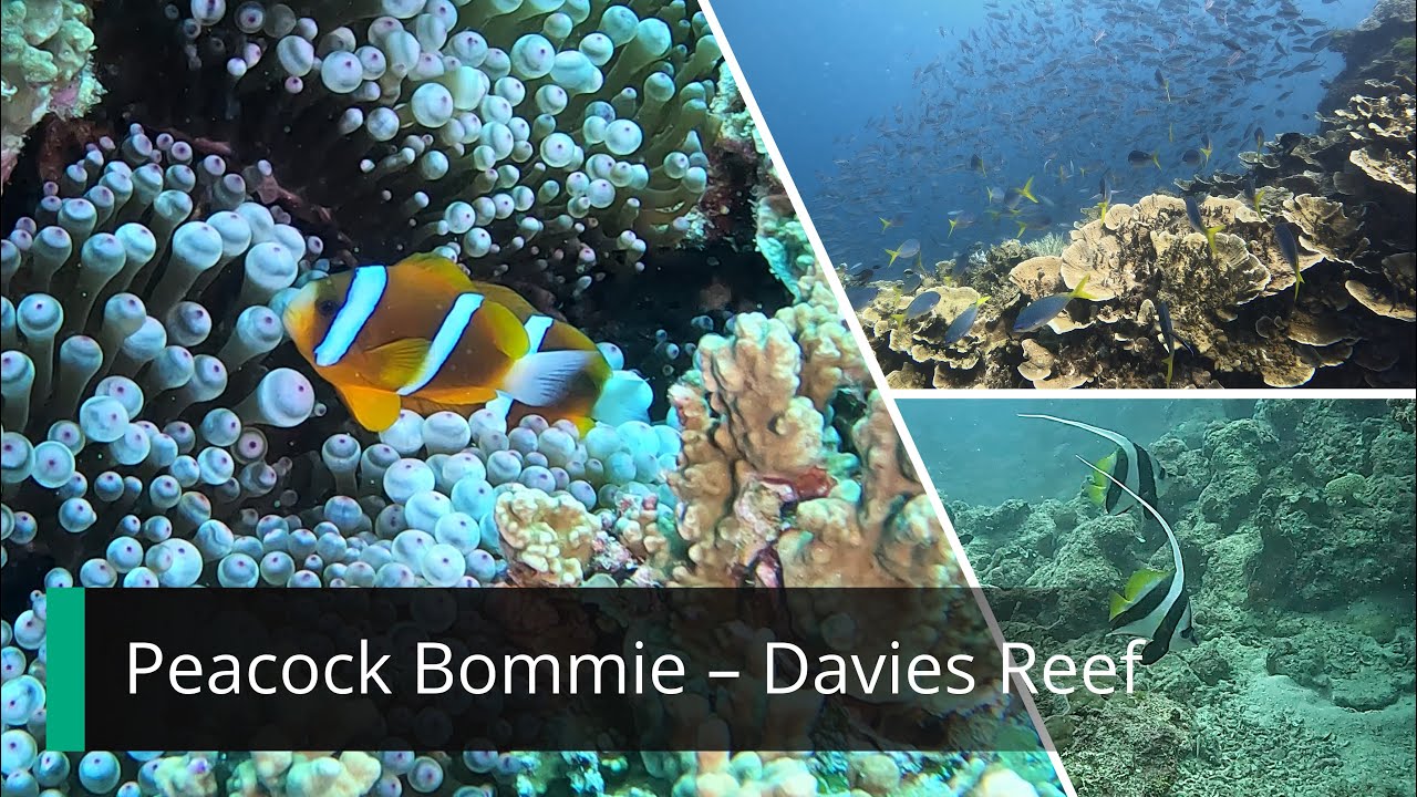 Peacock Bommie - Davies Reef - Diving Great Barrier Reef - YouTube
