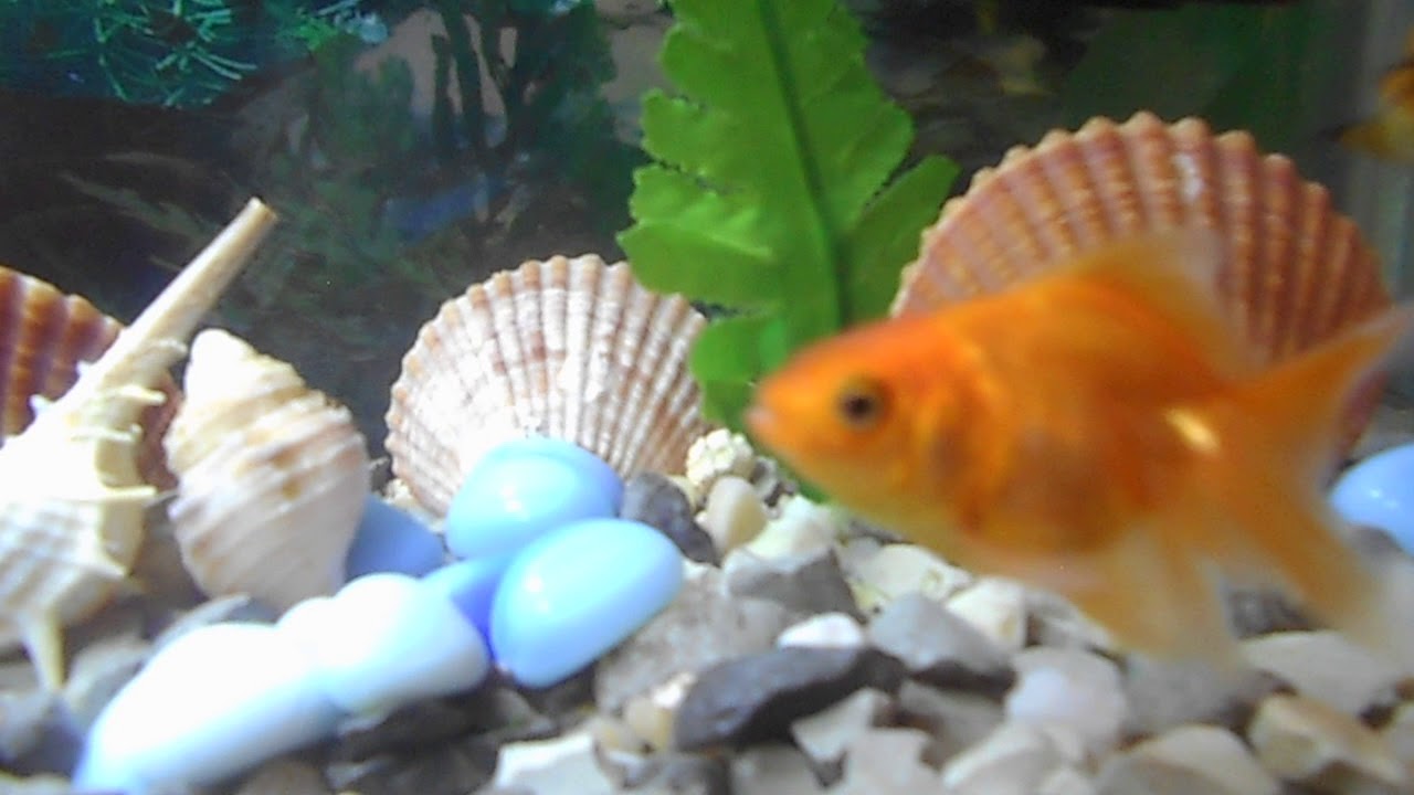 Aquarium poisson rouge - YouTube