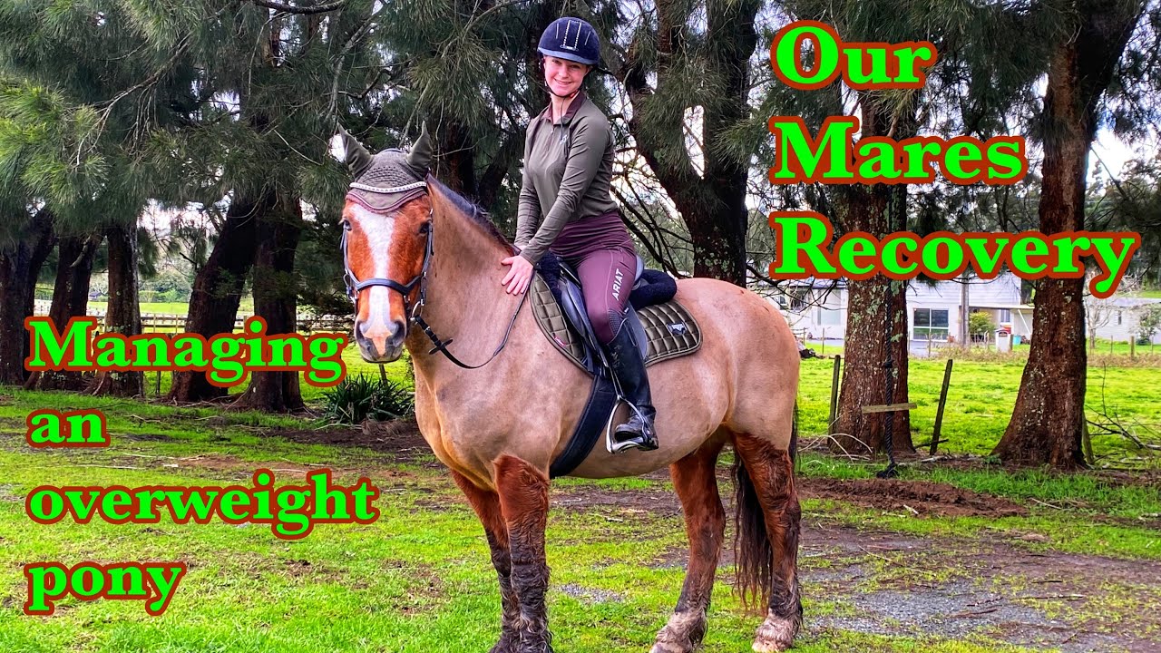 Managing an overweight pony ~ Our Mares recovery | Ronnie’s Equine ...