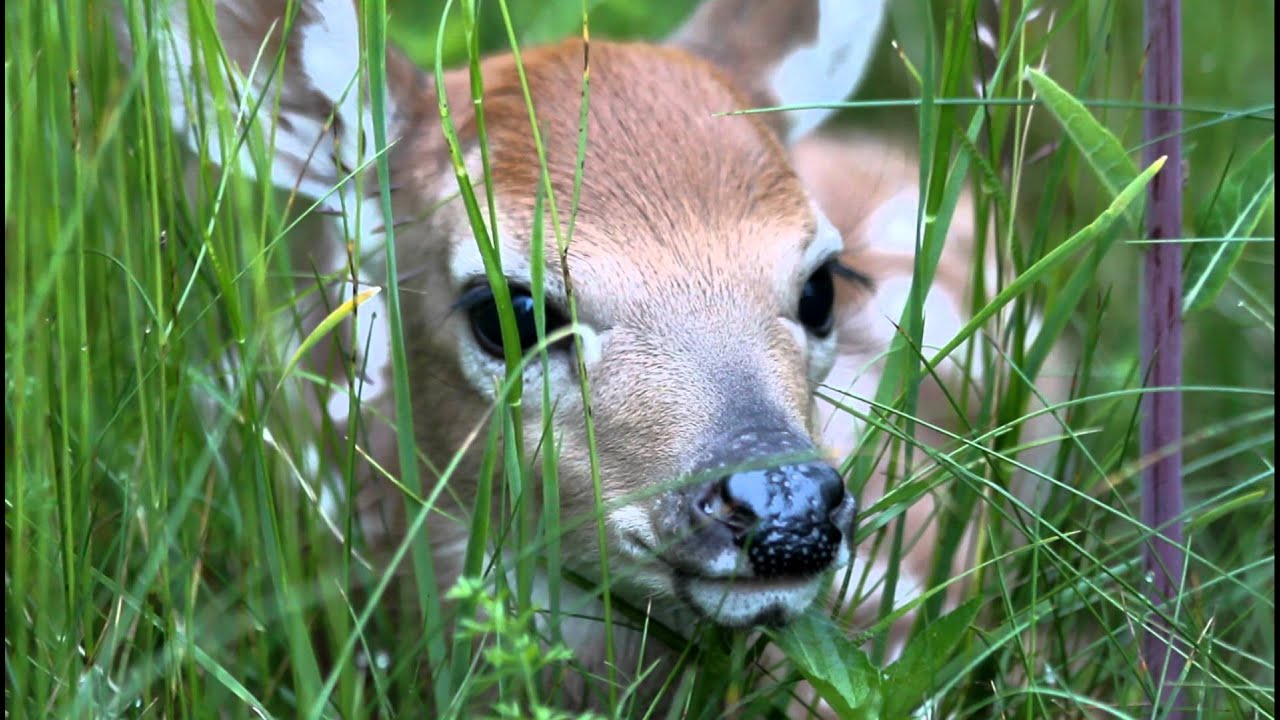 Bedded Whitetail Fawn - YouTube