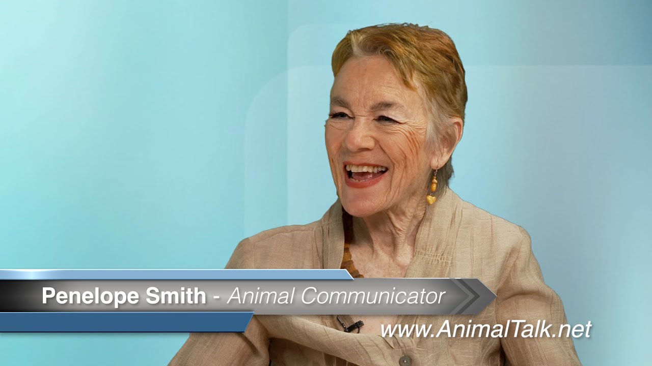 Close-Up Television Spotlights Penelope Smith of Animal Talk - YouTube
