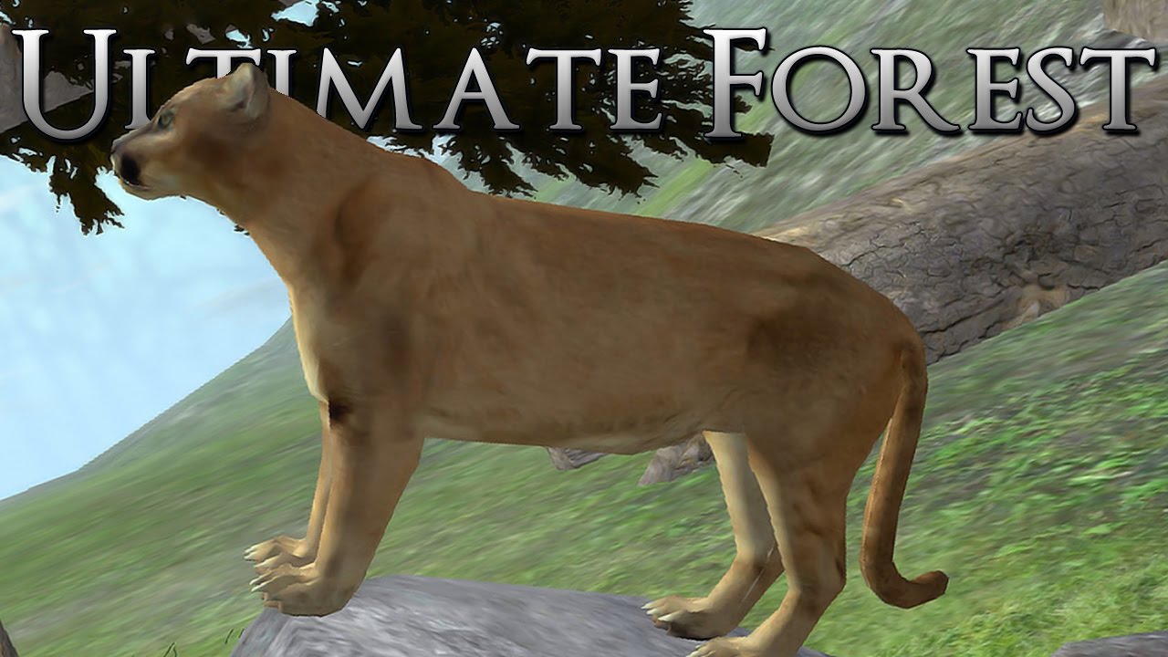 Prowling the Forest for Prey!! • Ultimate Forest Simulator - YouTube