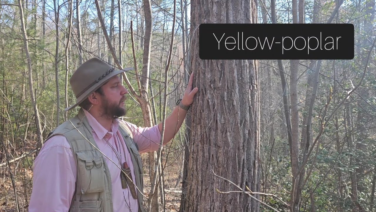 Identifying A Few East Tennessee Mountain Trees - YouTube