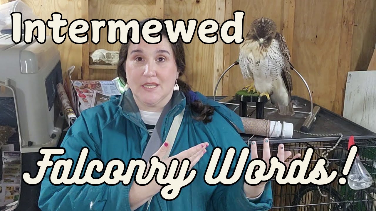 Falconry Words - Intermewed - YouTube