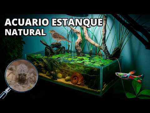 Construí un Acuario-Estanque y se llenó de Vida