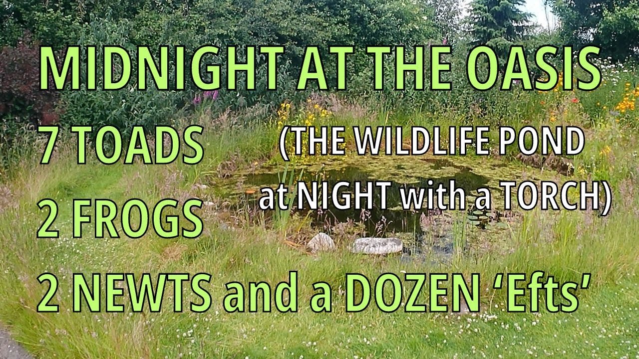 AMPHIBIANS GALORE (Frogs, Toads, Newts and Baby Newts) at night. - YouTube