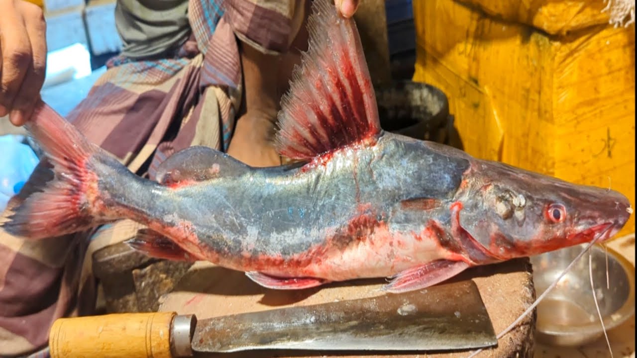 Amazing Ayer Fish Cutting Skills In Bangladesh Local Fish Market | Fish ...