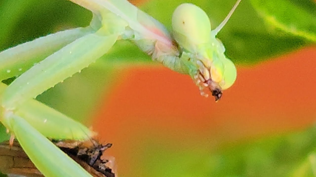 Praying Mantis eating a fly from head to tail - Galaxy s21 Ultra - YouTube