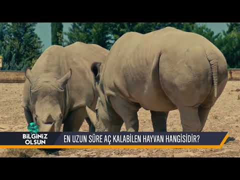 En Uzun Süre Aç Kalan Hayvan Hangisidir?