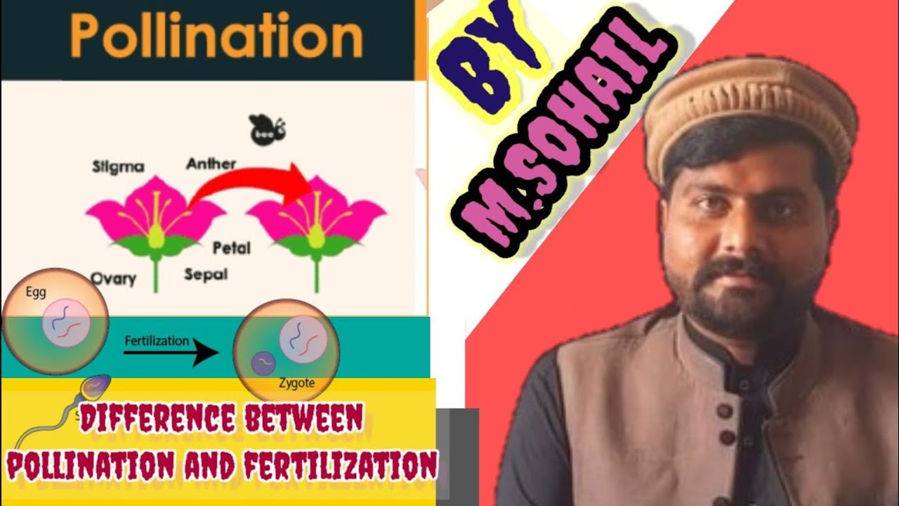 Difference between pollination and fertilization in plants/ define pollination and fertilization ...