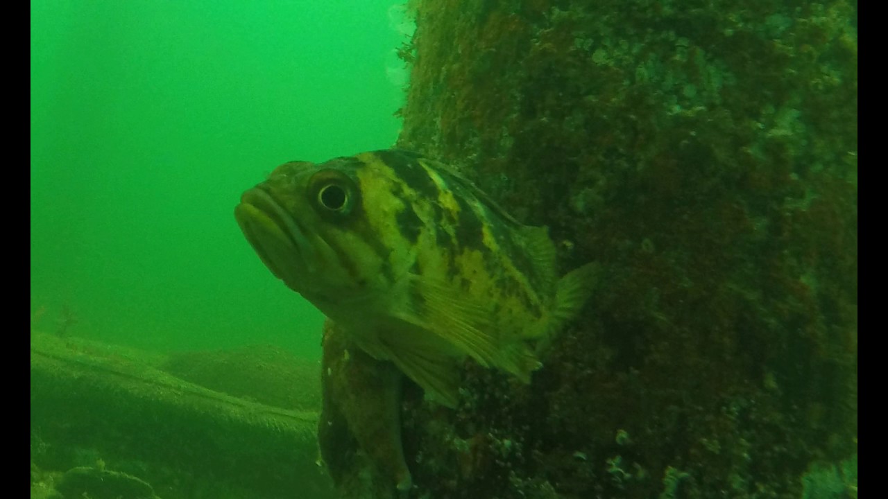 Sebastes caurinus - YouTube