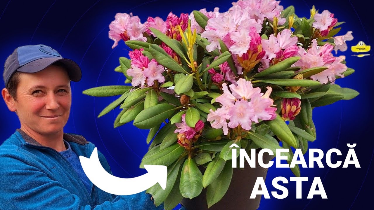 Ingrijire Rhododendron, plantare - YouTube