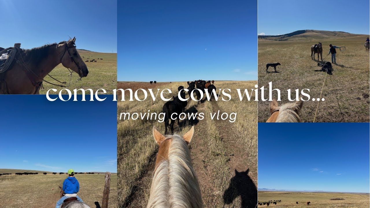 Come Move Cows With Us…moving cows vlog🤠 - YouTube