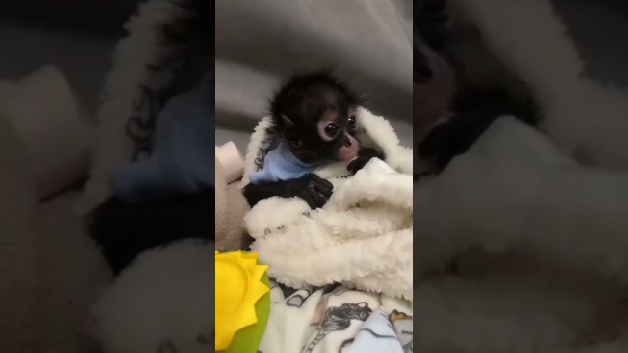 Cute baby spider monkey talking/making sounds! - YouTube