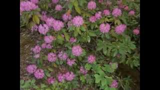 Overbrook Gardens