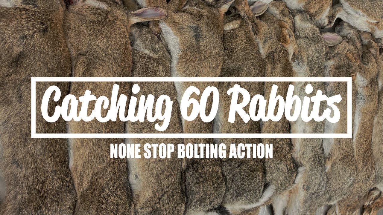 Catching 60 Rabbits In 9 Minutes - None Stop Bolting Action - YouTube