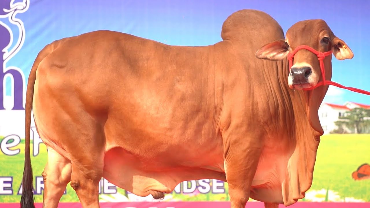 Pathan Cattle Farm ️ROMEO ️Pakistani Munda Bacha | Kolkata Cow 2023 ...