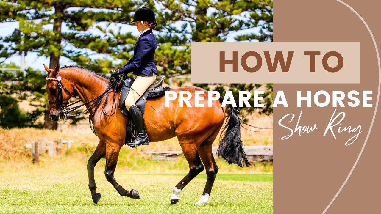 Preparing a Horse for the Show Ring. pt.2 - YouTube