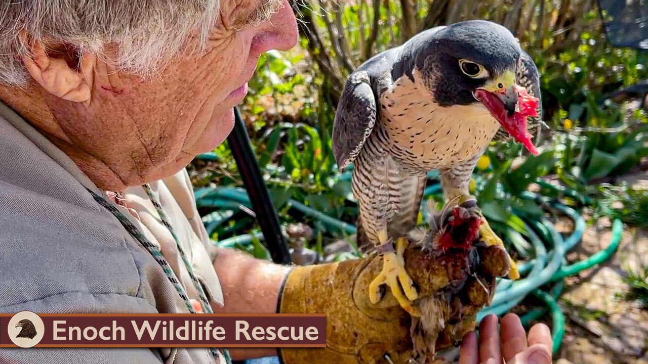 Mukbang With Kate the Peregrine Falcon - YouTube
