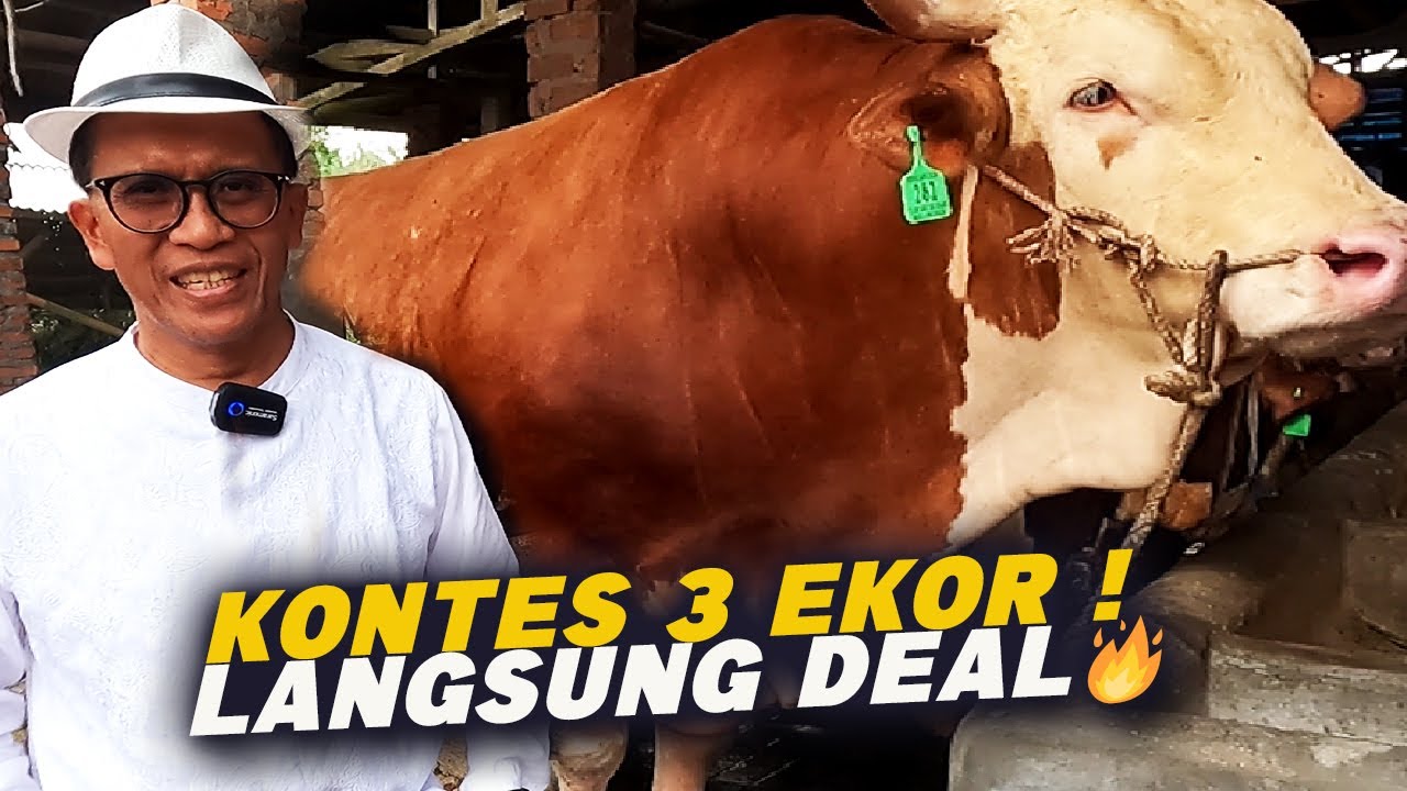 Kontes 3 Ekor Sapi Monster 🔥🔥🔥 Langsung Deal H.Ludianto Dari Jakarta ...
