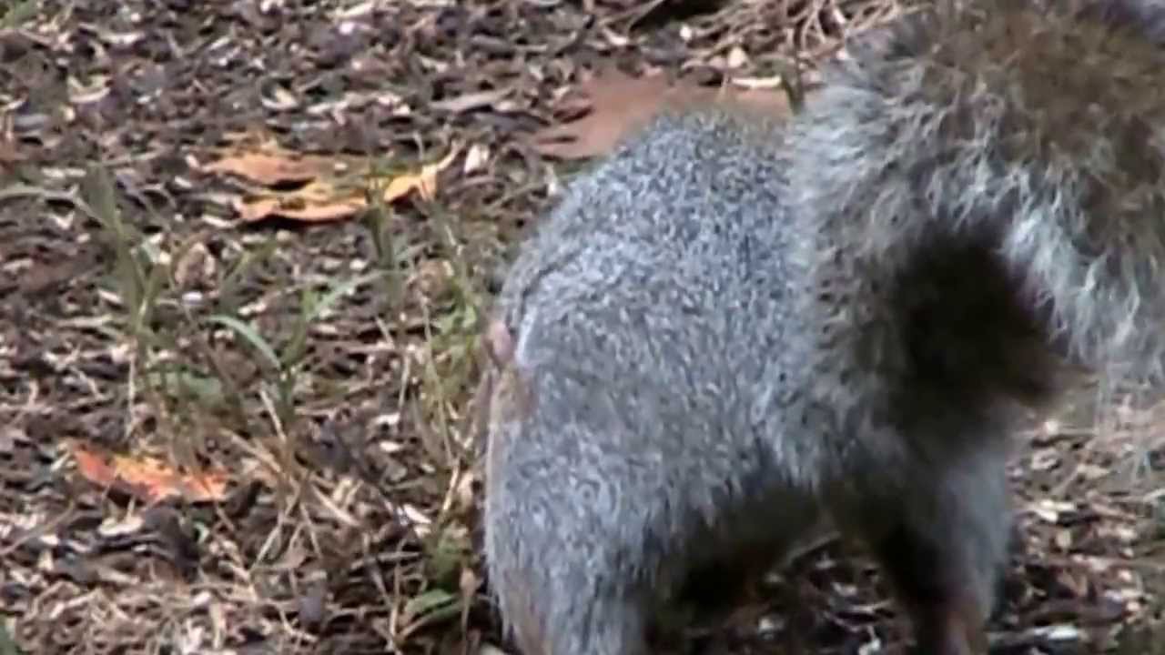 Three Infected Squirrels - YouTube