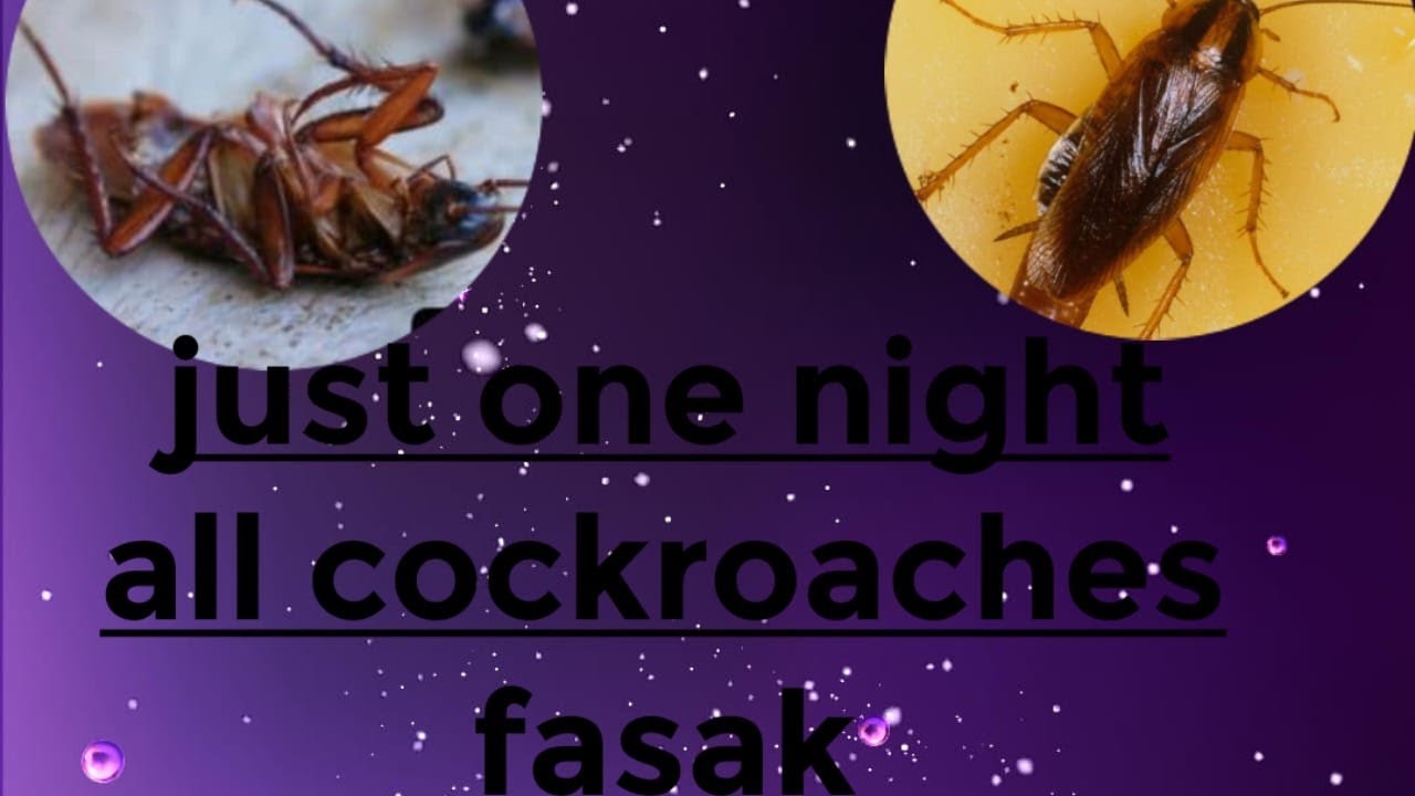 Best way to kill cockroaches easily//How to kill cockroach//How to kill ...