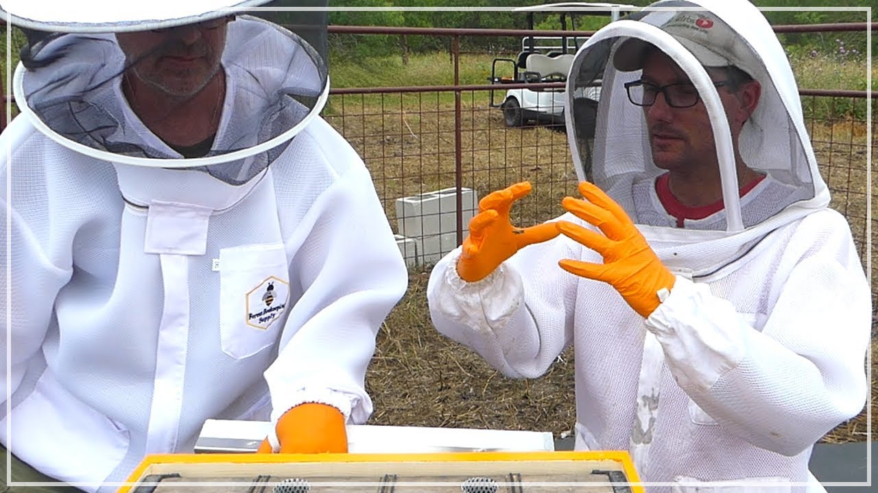 Beekeeping - Wow! Only 5 Days Later - New Beekeeper - Lots of Questions ...