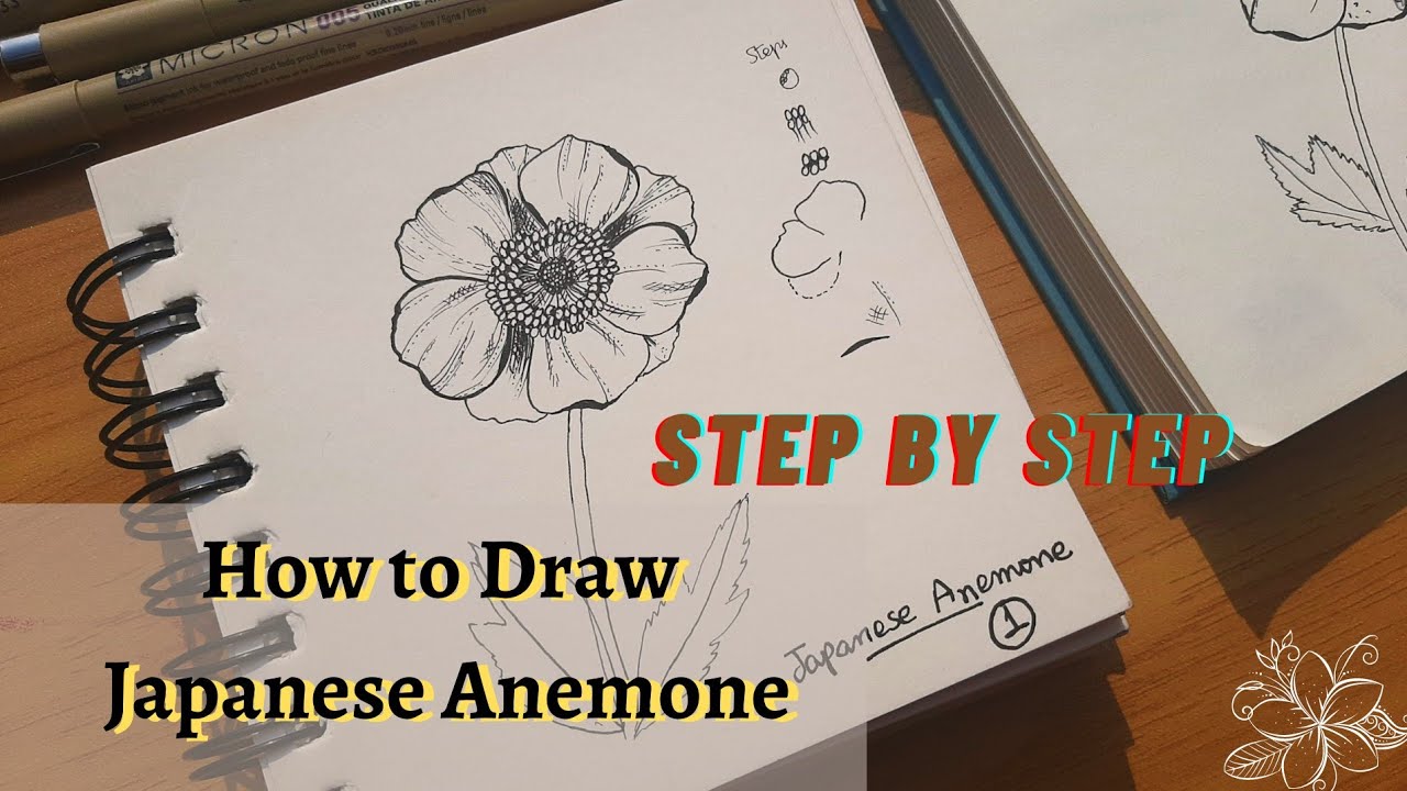 How to draw Japanese Anemone / Flower drawing series part 1 - YouTube