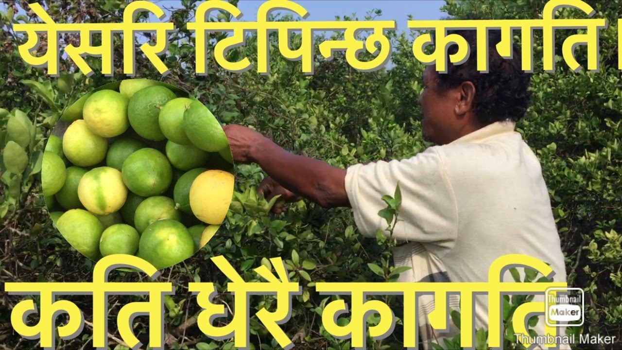 कागति ब्यबासाहिक खेति # lemons farming in nepal #sun kagati #lemon ...