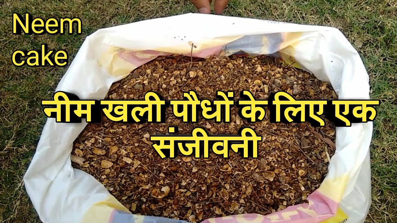 Amazing benefits of home made neem cake | Neem khali for plants | नीम ...