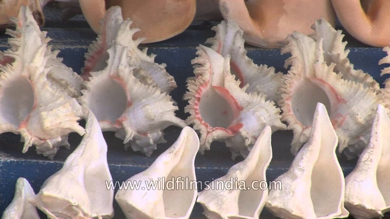 Shells for sale in Kanyakumari - YouTube