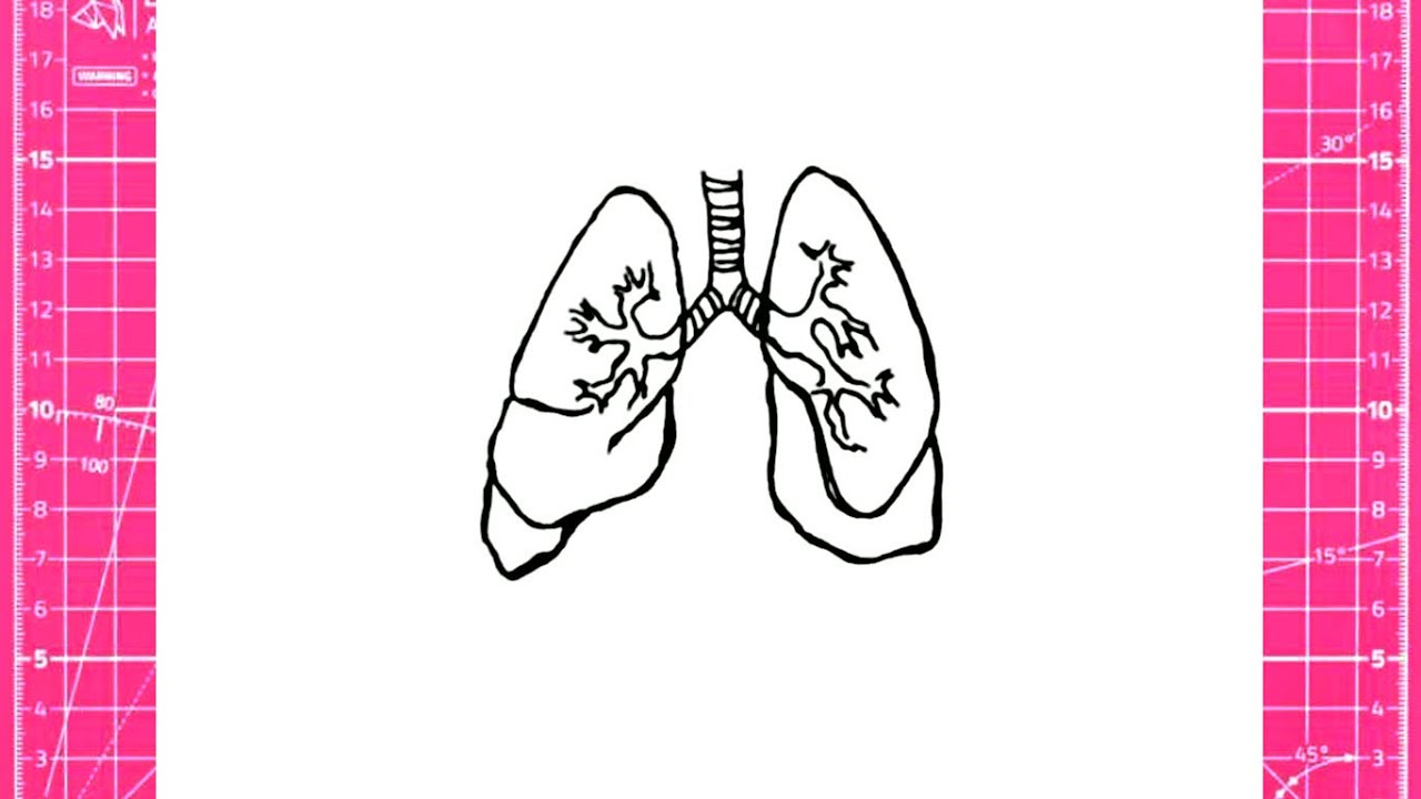 how to draw lungs easy - YouTube