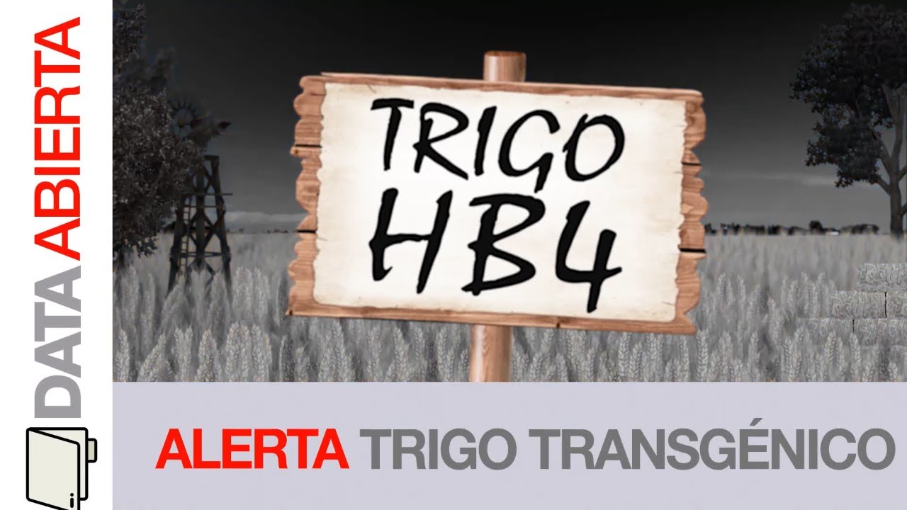 Transgénicos en Argentina: ¿Quién gana con el trigo HB4? - YouTube