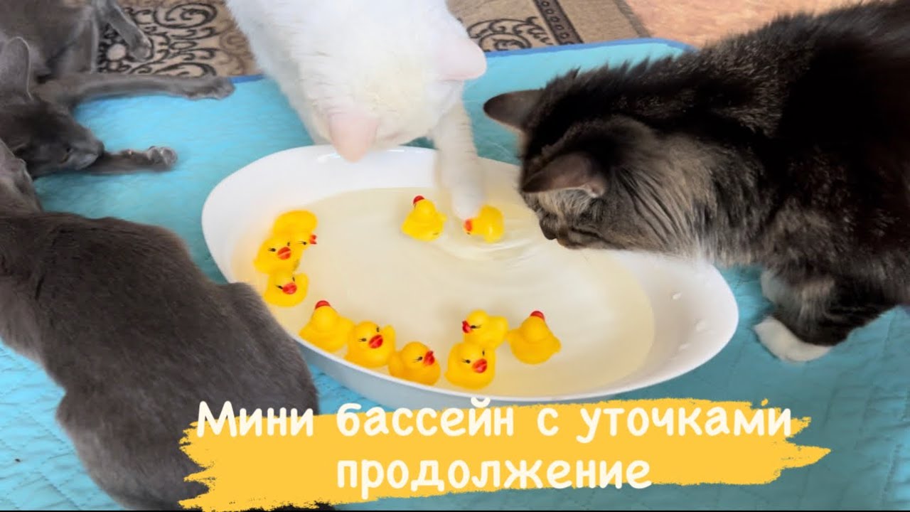 Видео -2, мини бассейн с уточками +Степашка - YouTube