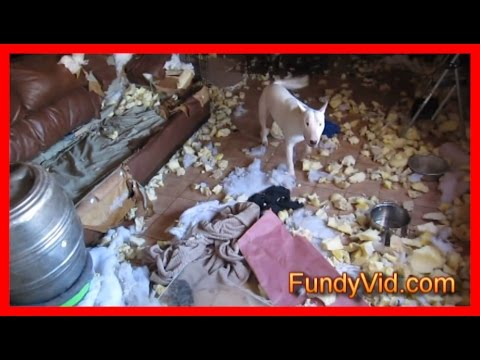 DOG TEARS COUCH UP - YouTube