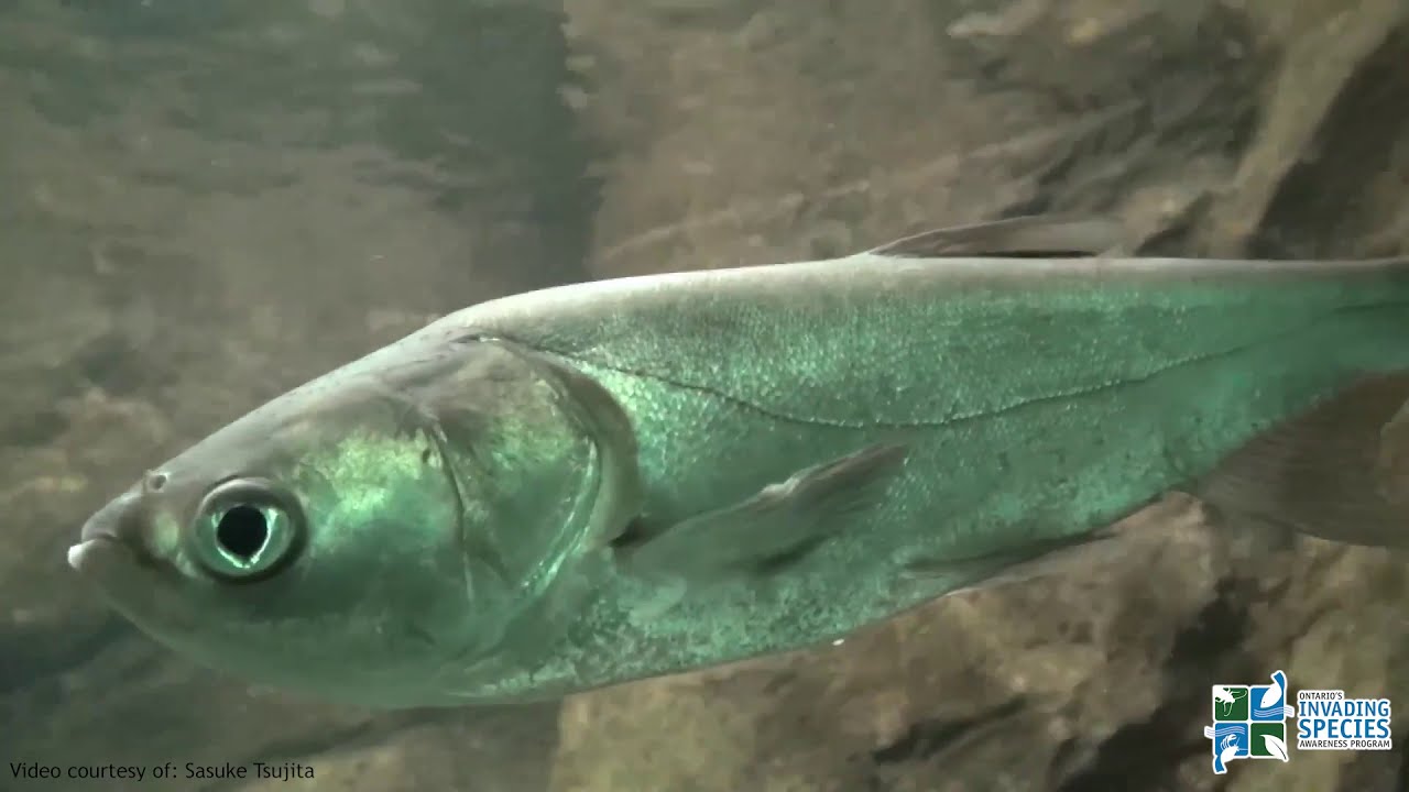 Silver Carp Identification