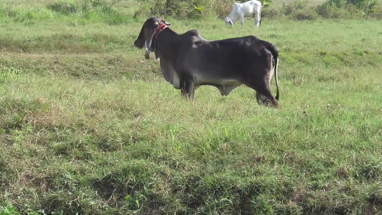 Funny Largest Ear Cows with Big Animals Moning Hello - YouTube