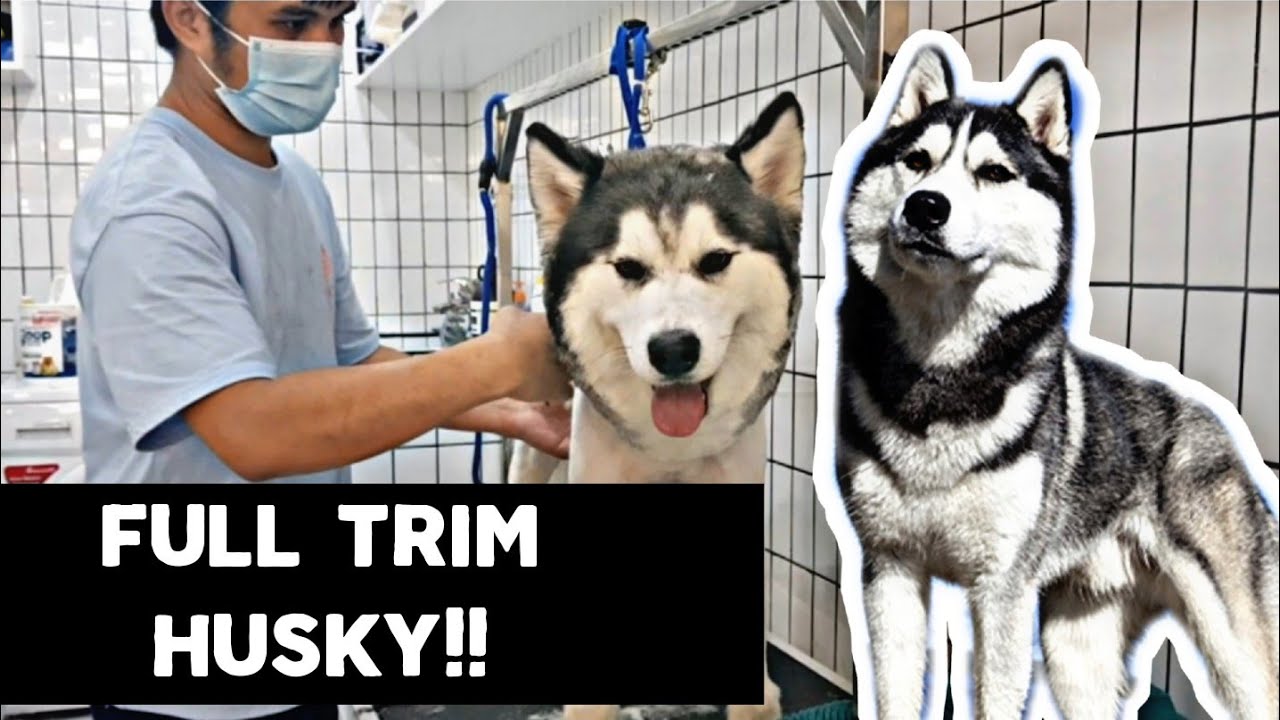 Siberian Husky | Full shave haircut for husky | how to trim husky ...