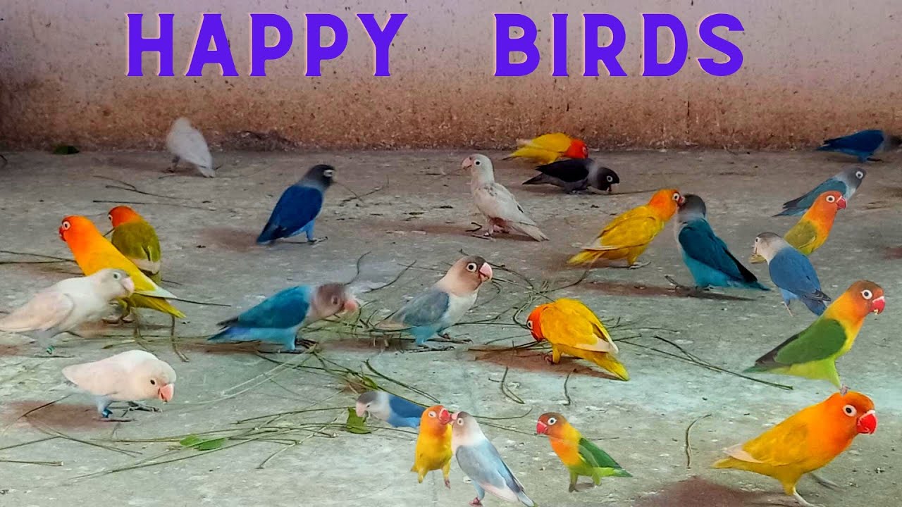 Happy Birds | Just watch and relax | Collecting Nesting - YouTube
