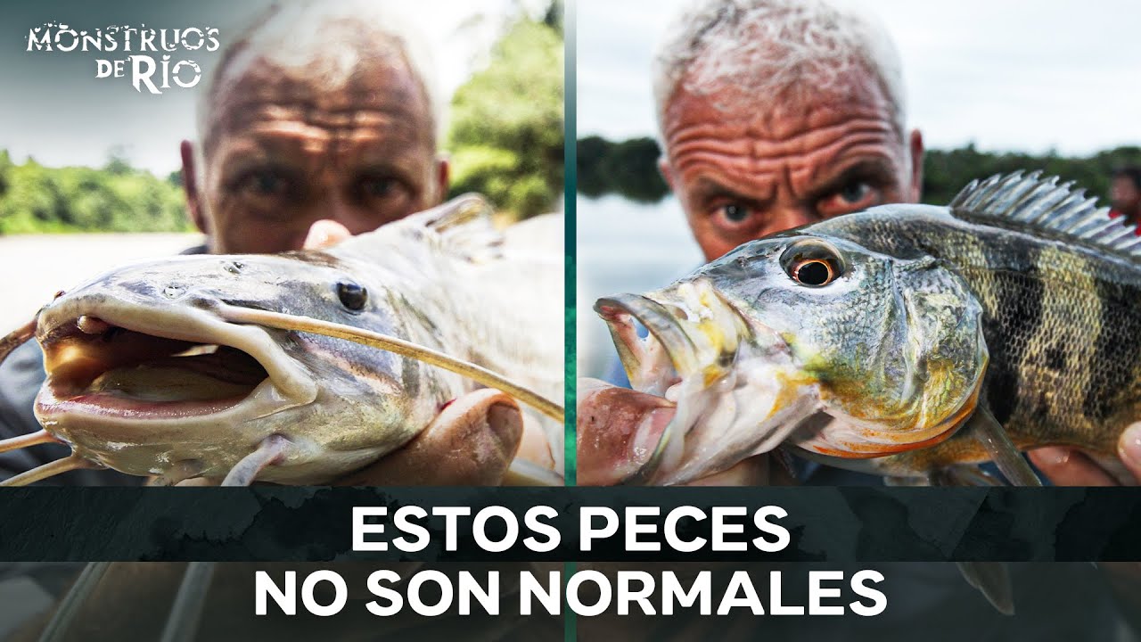 Las Criaturas Más RARAS De Monstruos De Río | Monstruos de Río - YouTube
